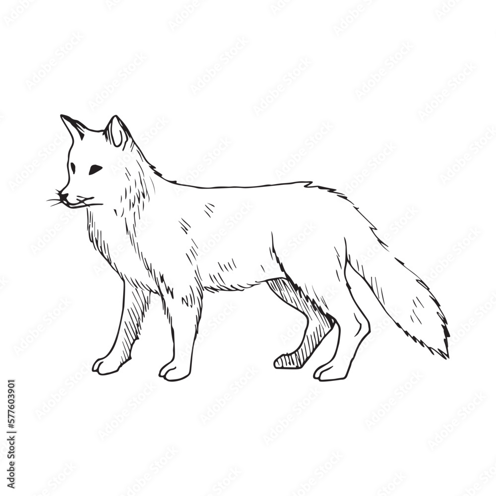 Monochrome illustration of animal in sketch style. Hand drawings in art ...