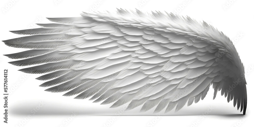Bird Wings Side View
