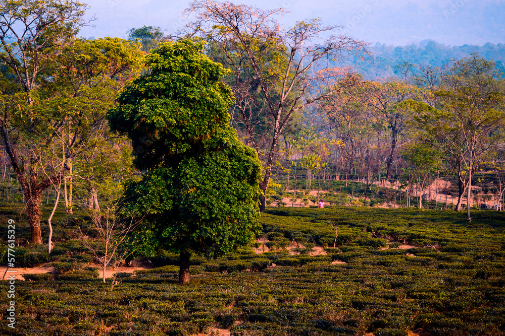 Landscape with trees and a tea garden. Samsing is famous for its scenic ...