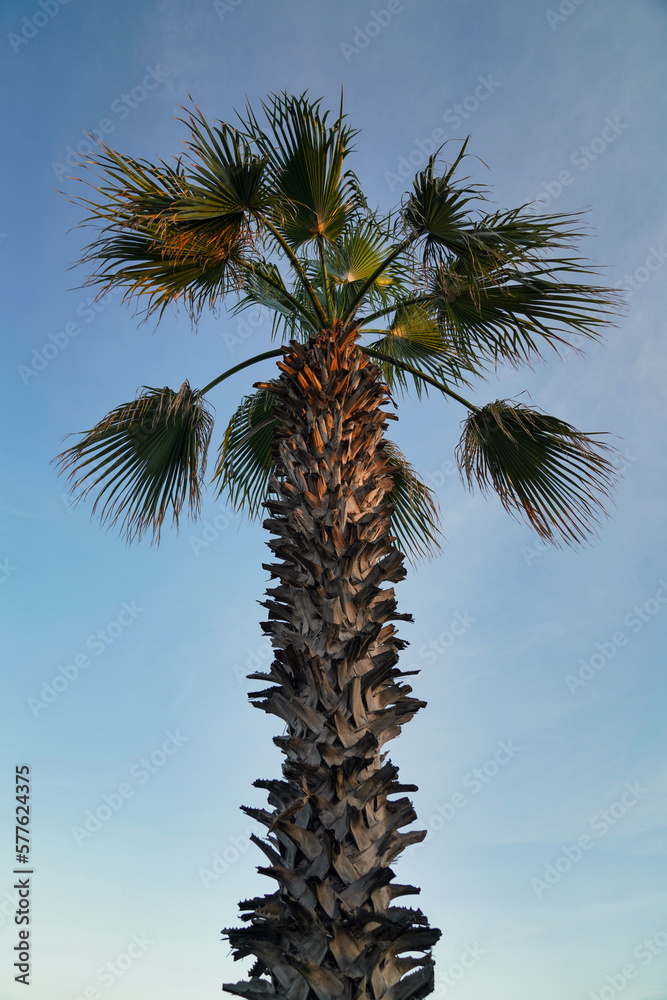 Sabal is a genus of monocotyledonous plants in the family Palmaceae ...