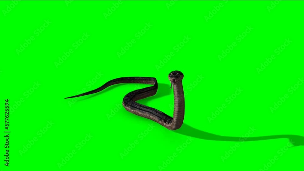 Snake Looking around green screen, Snake on green screen, Snake green ...