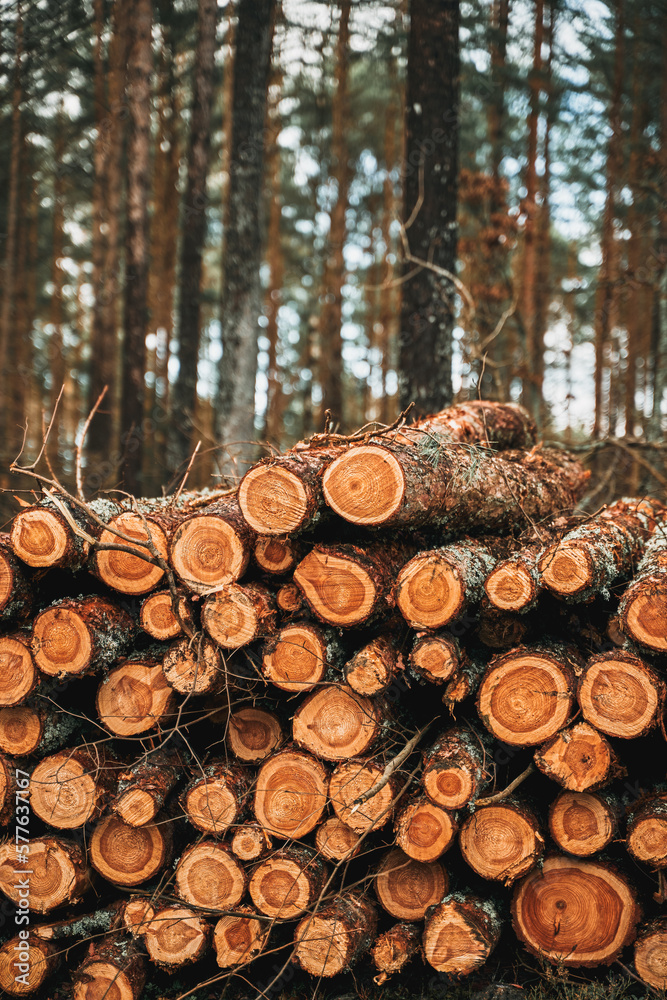 Environmental and ecological issues. Pine forest destruction. Destruction of forests and felling ...