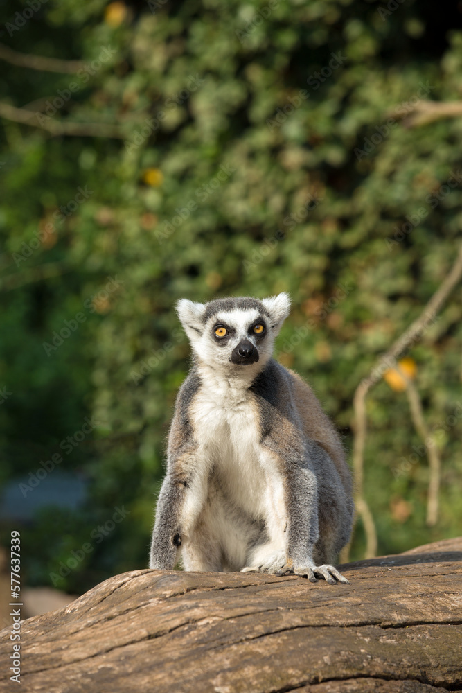 Ring-tailed lemur sitting on a dead tree and his head is turned to the ...