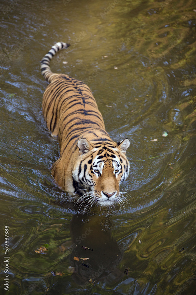 Amur tiger walk in deep water of the lake and his body is mirrored in ...
