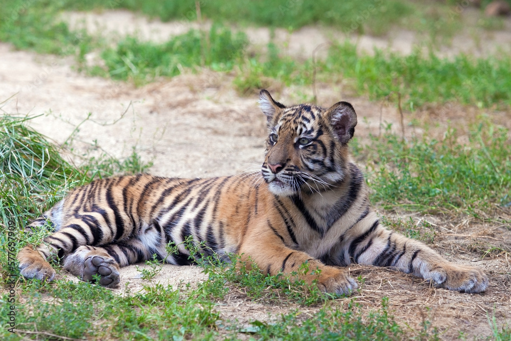 Sumatran tiger cub lies on grass in Bukit Barisan Selatan National Park ...