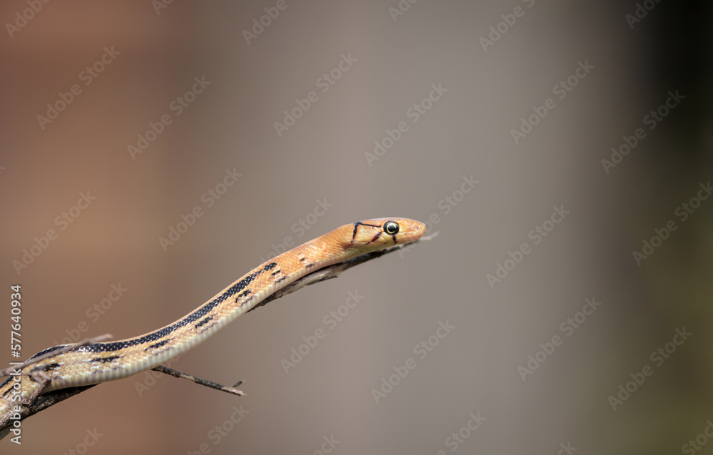 copperhead rat snake, or copper-headed trinket snake (juvenile).copper ...