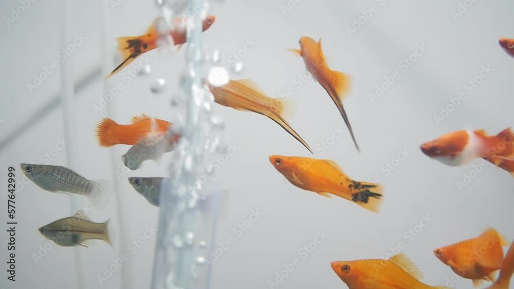 Slow movement of different types of aquarium fish in an aquarium with ...