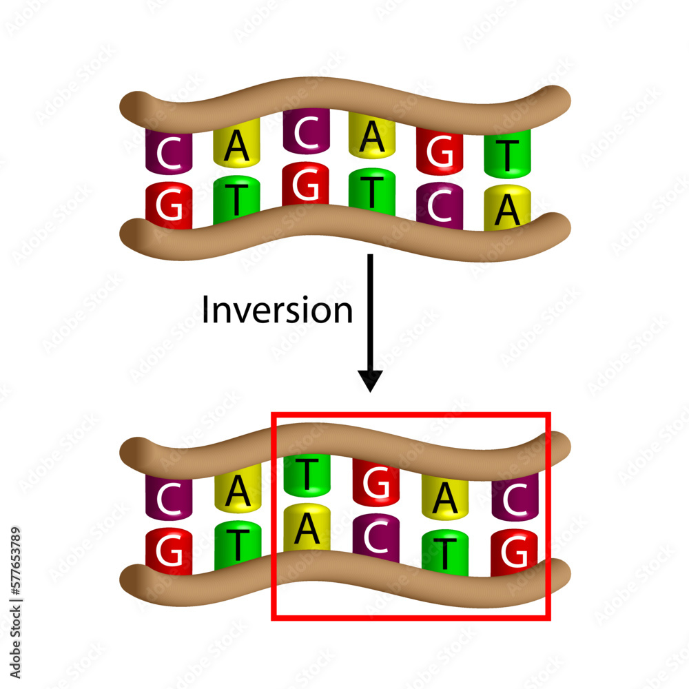 Inversion mutation, section of DNA Genomics breaks away from a ...