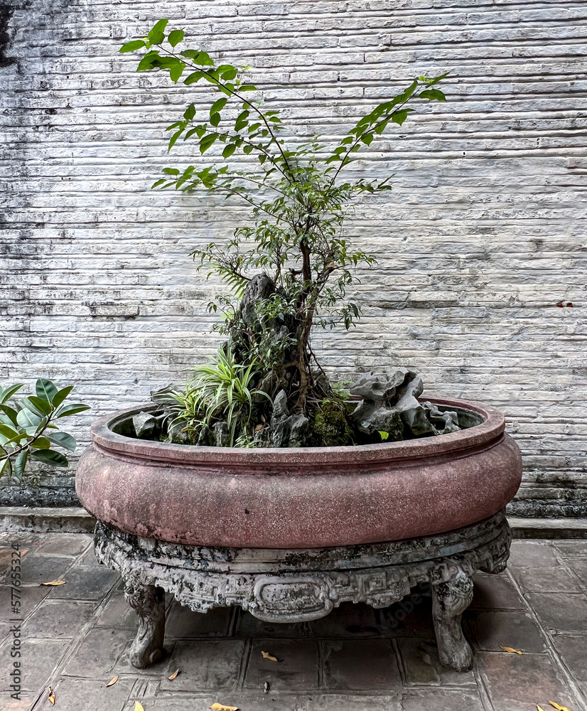 bonsai tree in pot Stock Photo | Adobe Stock