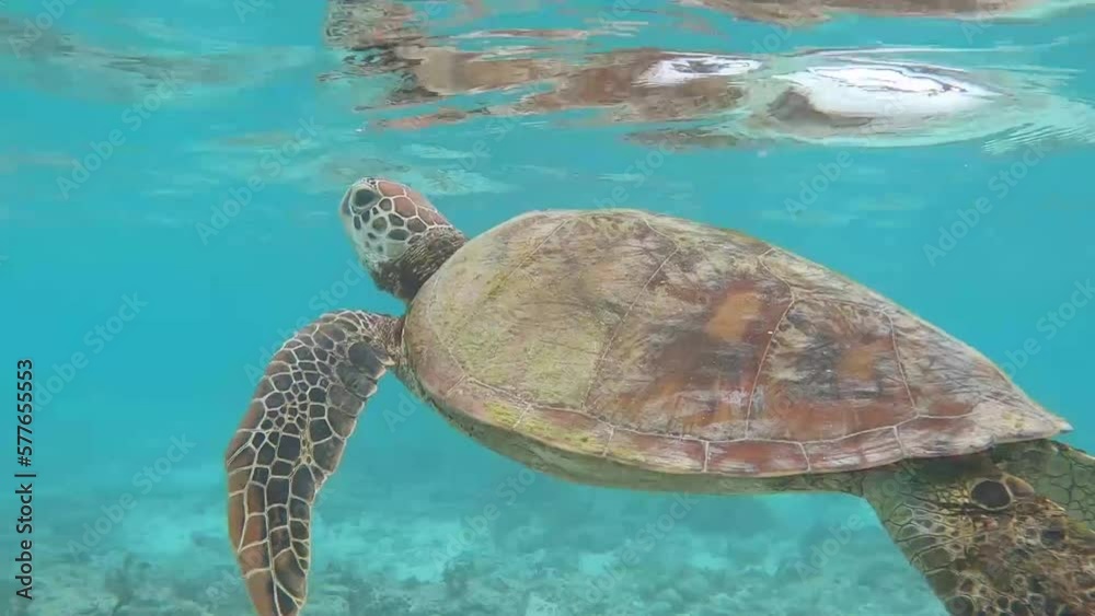 turtle is Swimming in the sea. Swimming cute wild sea turtle in the ...