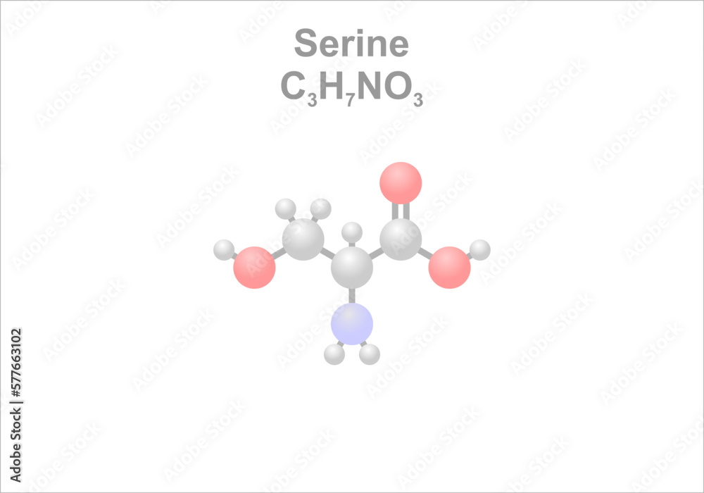 Simplified scheme of the serine molecule. A non-essential amino acid ...