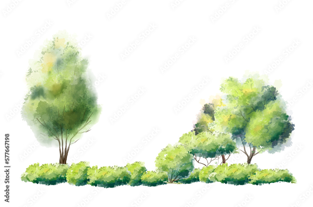 Watercolor tree vector in side view painting botanical for section and ...