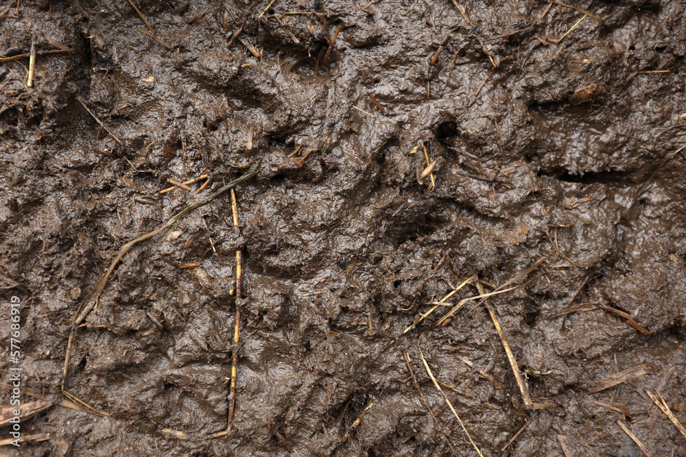 Top view, dung texture. Background of natural manure. Fertilizer for ...
