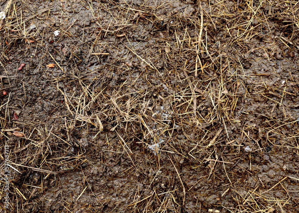 Top view, dung texture. Background of natural manure. Fertilizer for ...