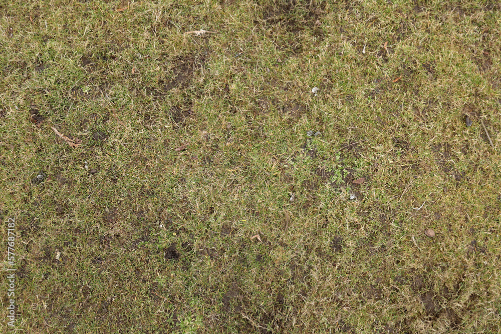Top view, grass texture. Natural lawn background. Green grass in spring ...