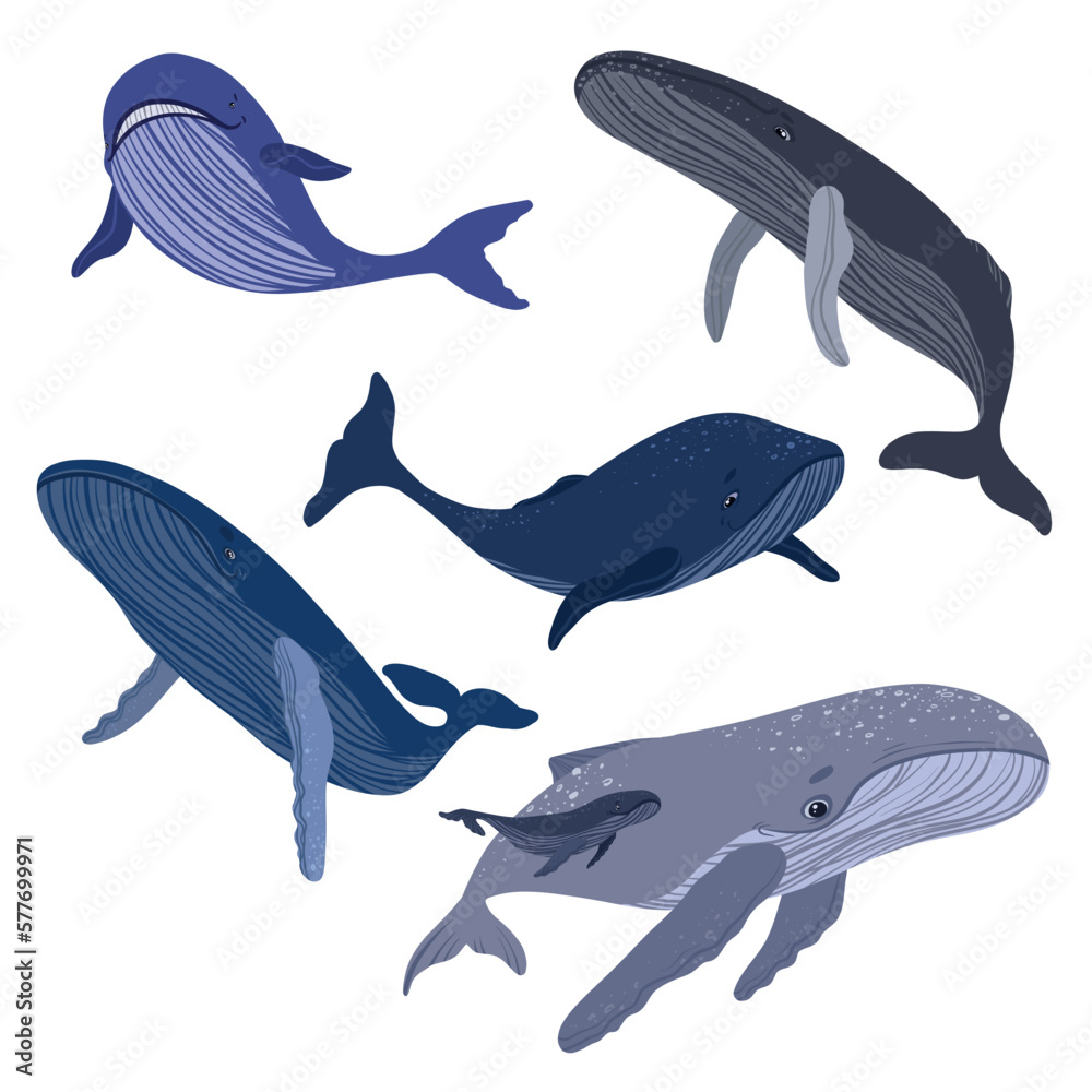 Cartoon kit of whales. Beluga whale, humpback whale, sperm whale, blue ...