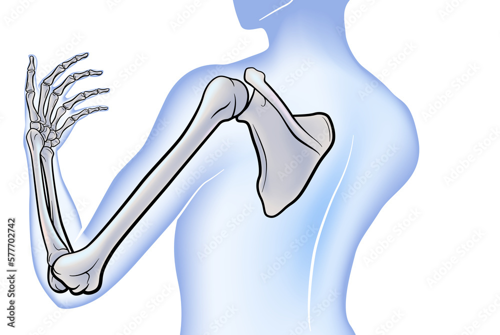 3D illustration of bone from scapula to fingertip showing the location ...