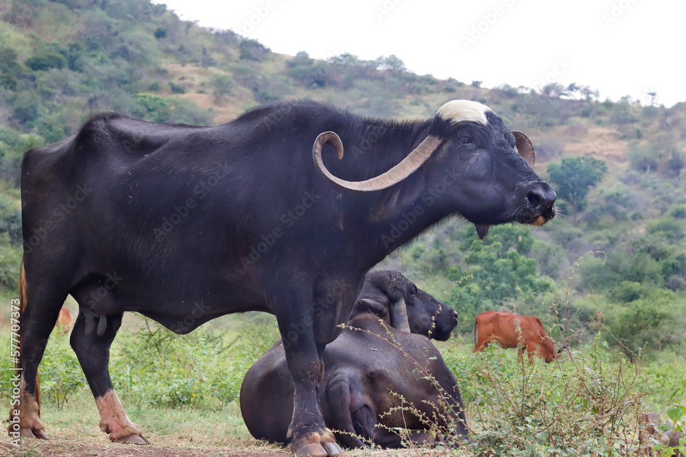 buffalo or domestic Asian water buffalo, Indian buffalo in gir national ...