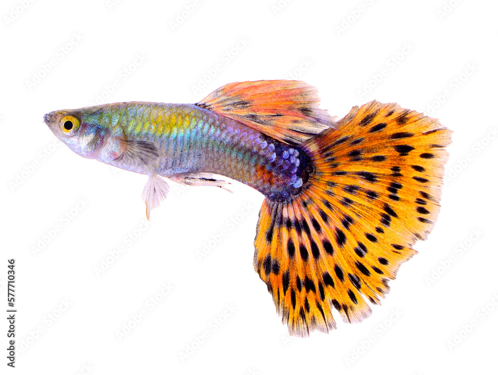 guppy fish isolated on transparent png Stock Photo | Adobe Stock