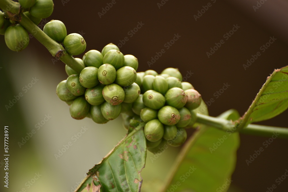 Coffea canephora or Coffea robusta, commonly known as robusta coffee is ...