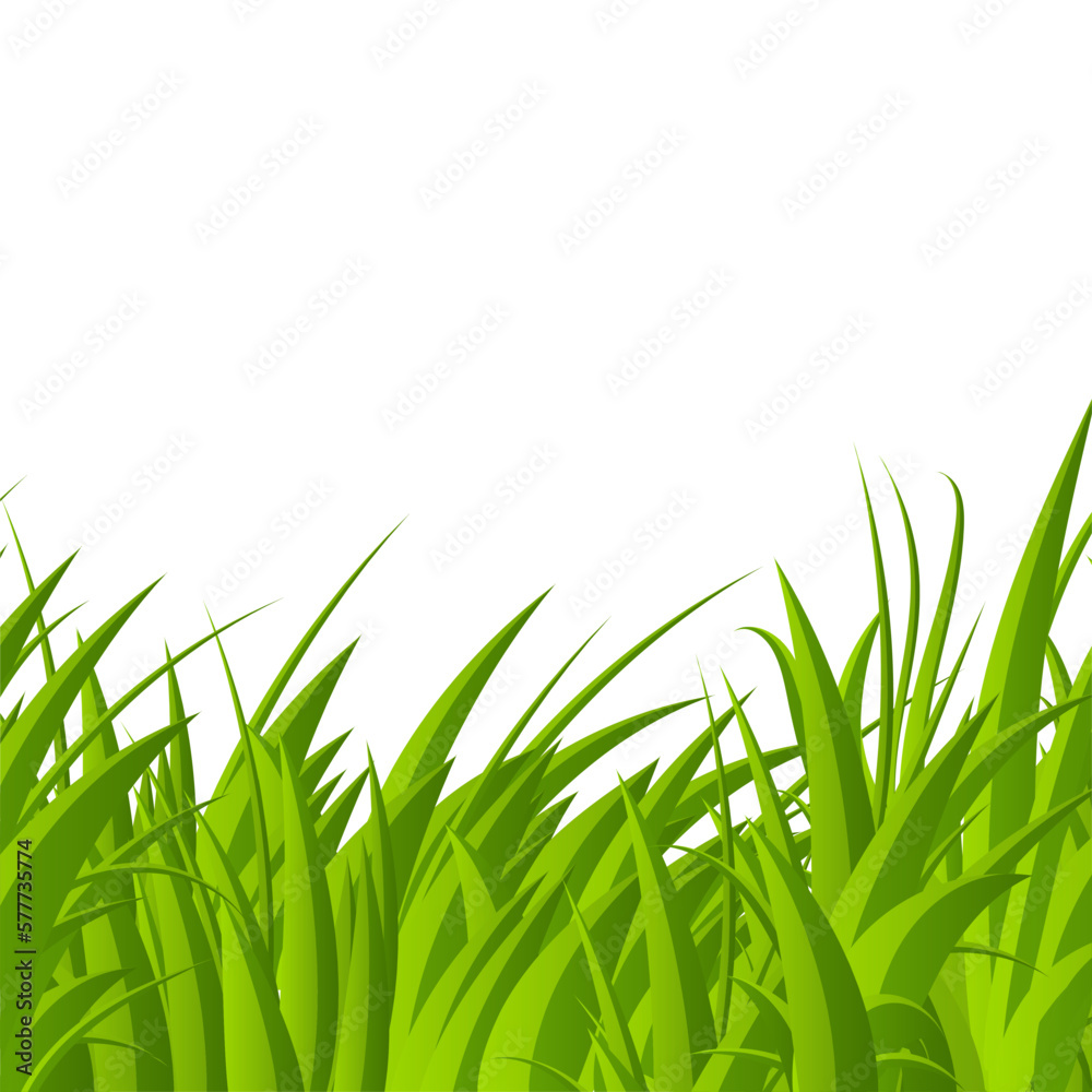Green grass blades. Green grass isolated on transparent background ...