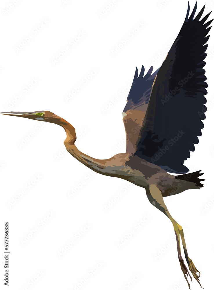 Oriental darter flying isolated on transparent background. Vector ...