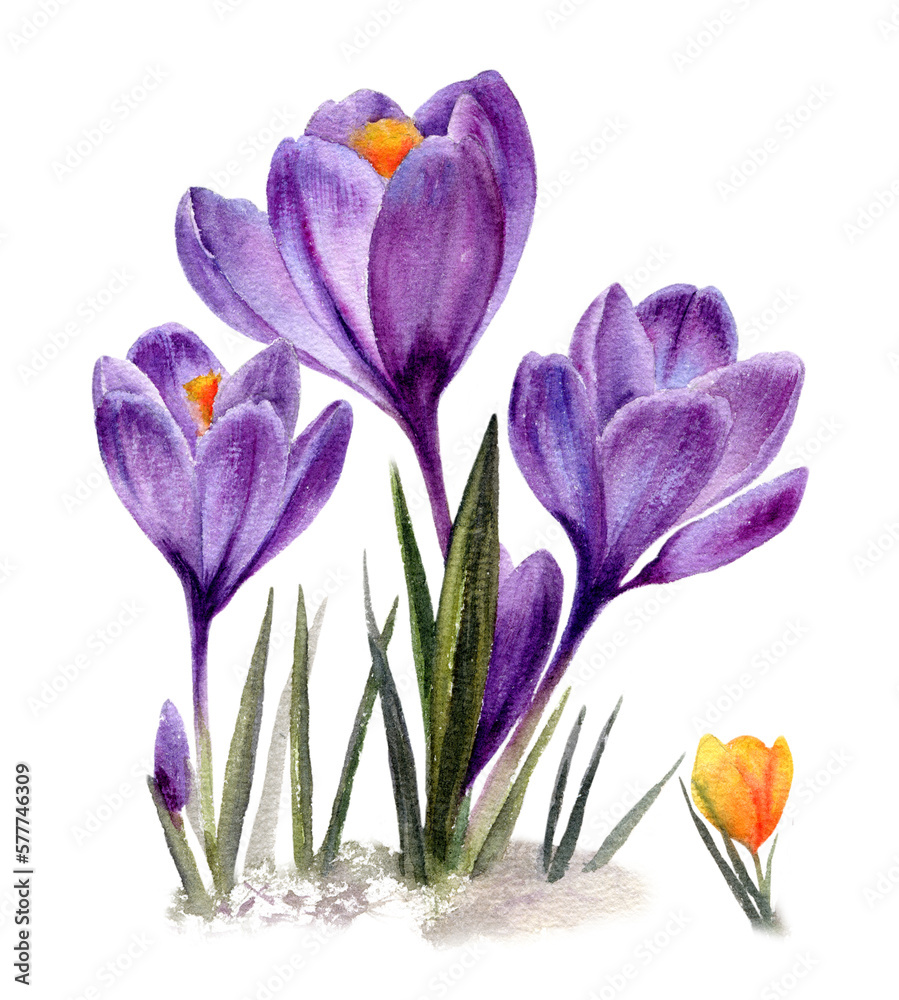 Hand-painted watercolor crocuses on a white background - Design ...
