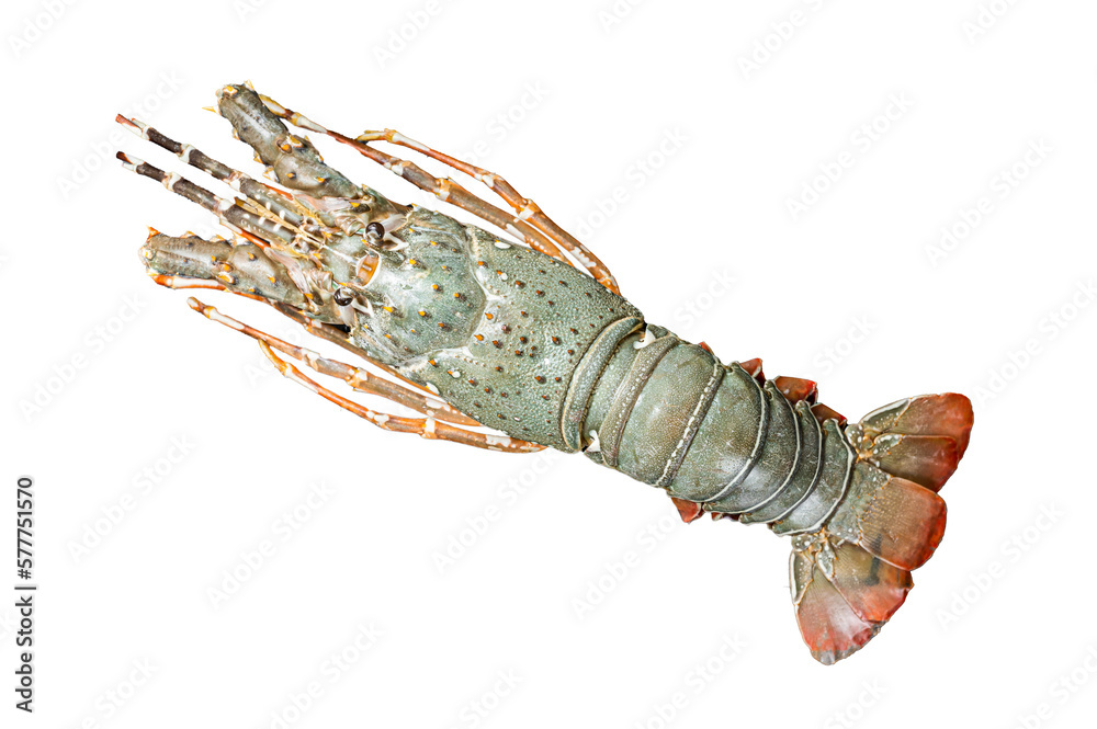 Raw Spiny lobster or sea crayfish on a marble board. Isolated ...