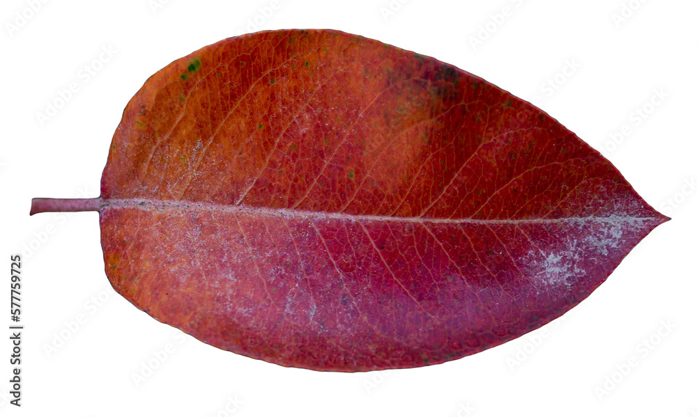 Red leaf on transparent background. Autumn leaf png. Stock Photo ...