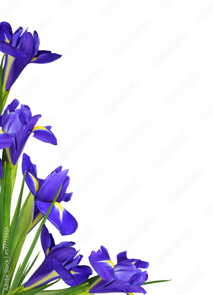 Purple iris flowers in a floral corner arrangement isolated on white or ...