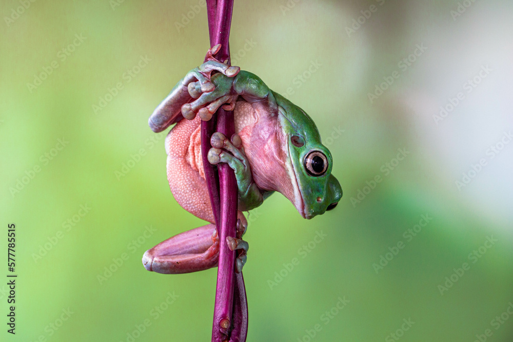 The Australian green tree frog (Ranoidea caerulea), also known as ...