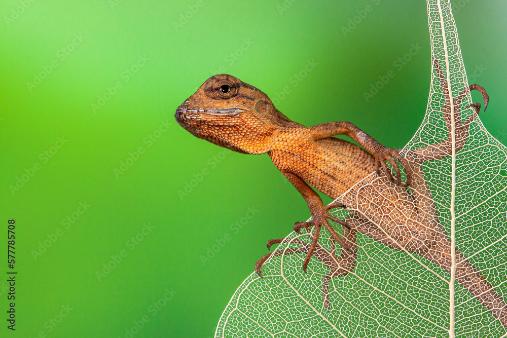 The oriental garden lizard, also called the eastern garden lizard ...