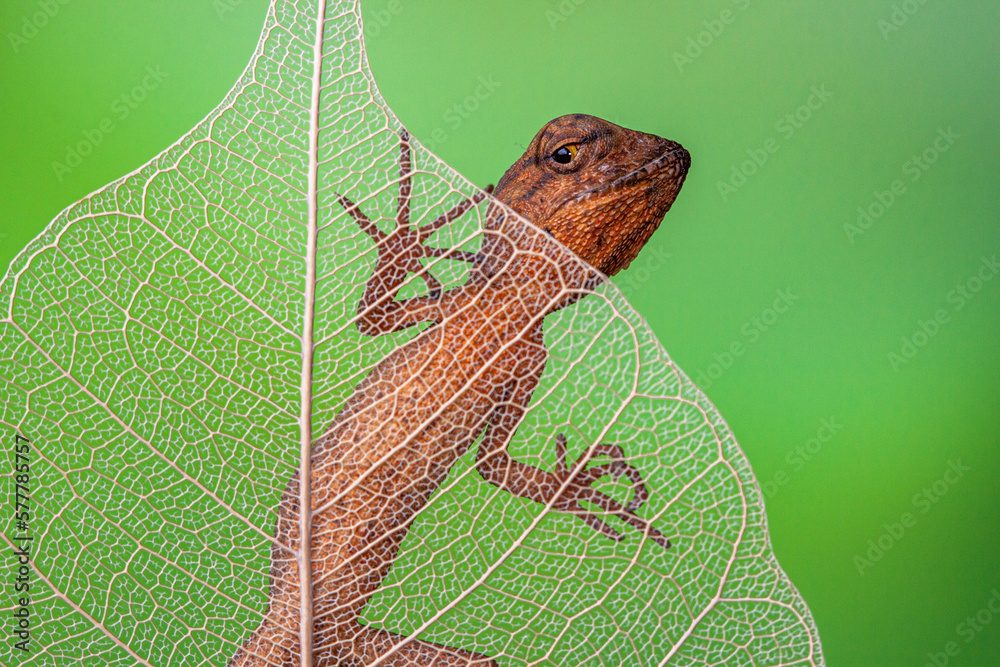 Foto de The oriental garden lizard, also called the eastern garden ...
