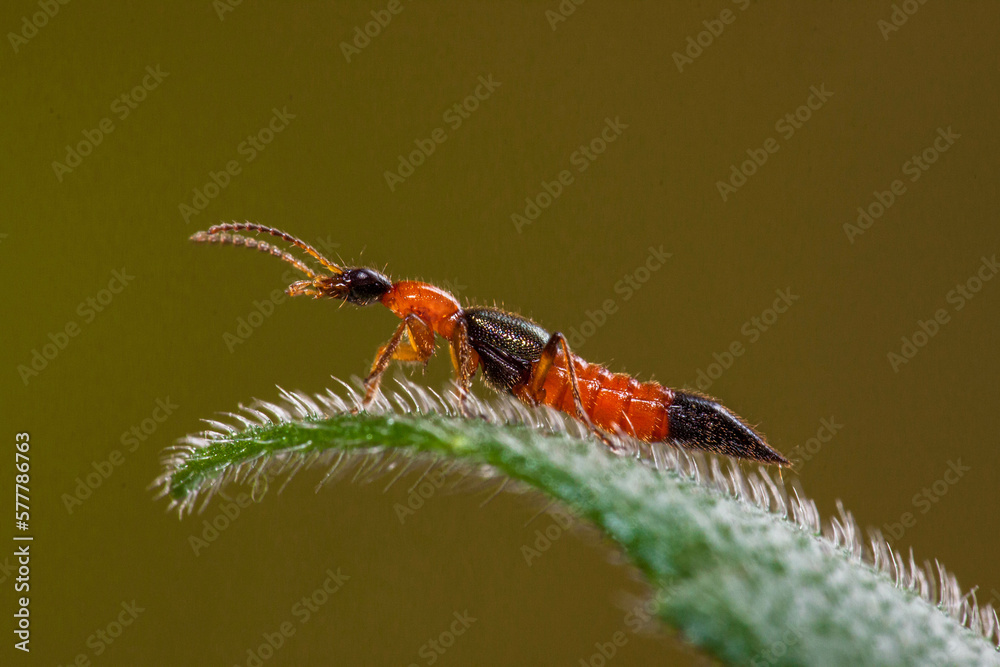 The Paederinae are a subfamily of the Staphylinidae, rove beetles. This ...