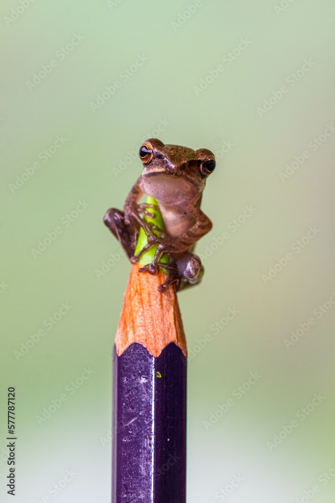 common tree frog, four-lined tree frog, golden tree frog or striped ...