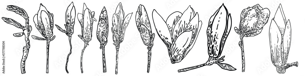 Magnolia flower stage of development and grows. From floral buds to ...