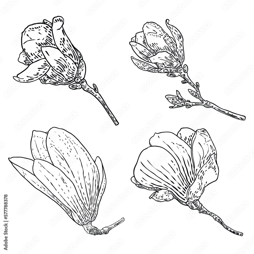 Magnolia flowers head on the branch set and isolated on white. Side ...