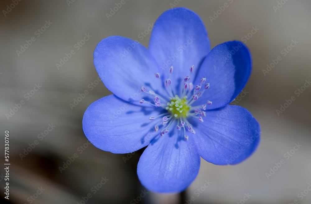 Liverwort - Hepatica nobilis, Blue flower medicinal, used in diseases ...