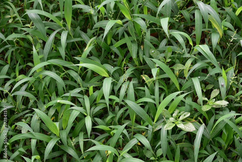 Setaria plicata is a widespread species of plants in the grass family ...