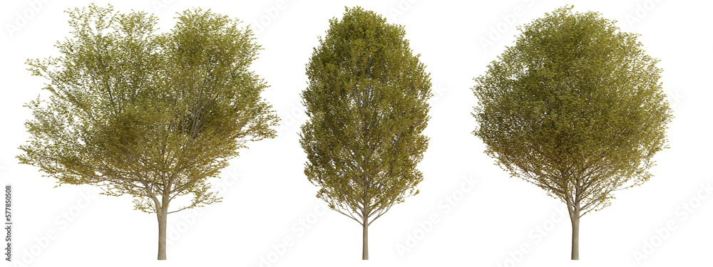 Isolated trees on transparent background.3d rendering PNG Set Stock ...