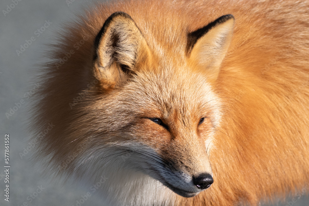 A close up of a wild young red fox with long red fur and a white fur ...