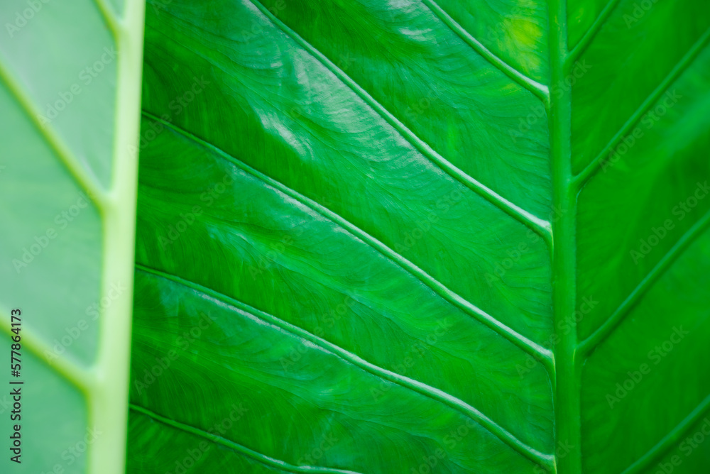 Greenery background, green color of nature plant and leaf environment ...