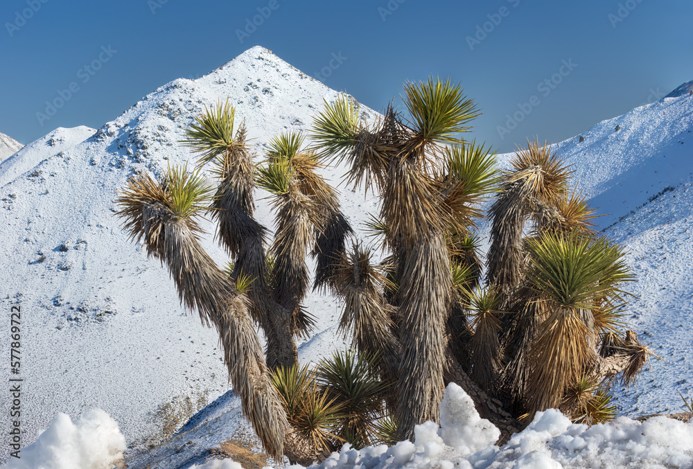 Joshua trees, yucca brevifolia, shown against snowcapped mountains in ...