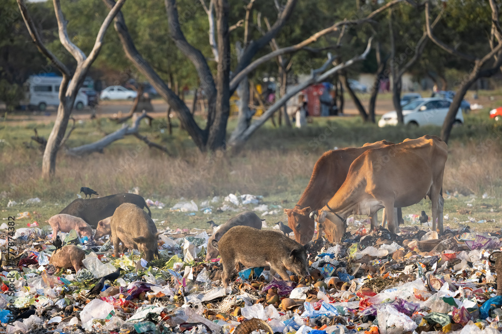Cattle and pigs grazing among burning plastic at rubbish dump Waste and ...