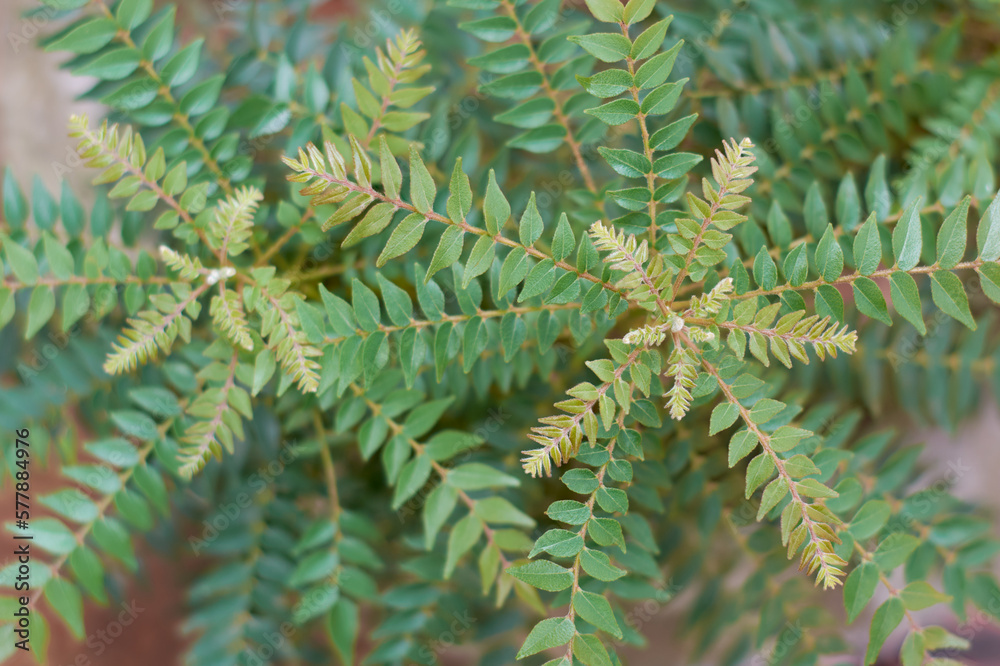 close-up of aromatic curry leaf plant outdoors with soft focused ...