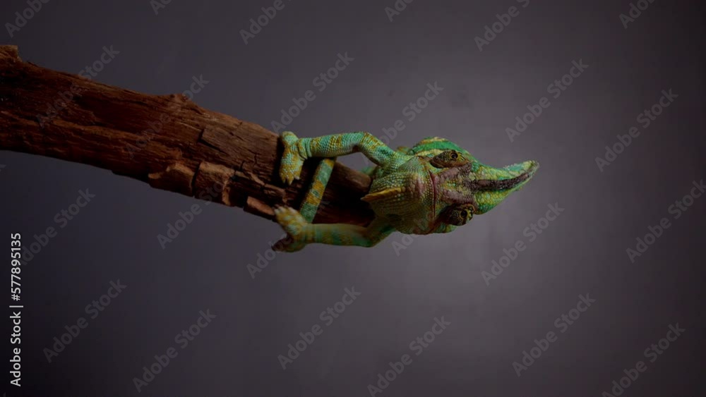 Vídeo do Stock: Veiled Chameleon (Chamaeleo calyptratus) sits on branch ...
