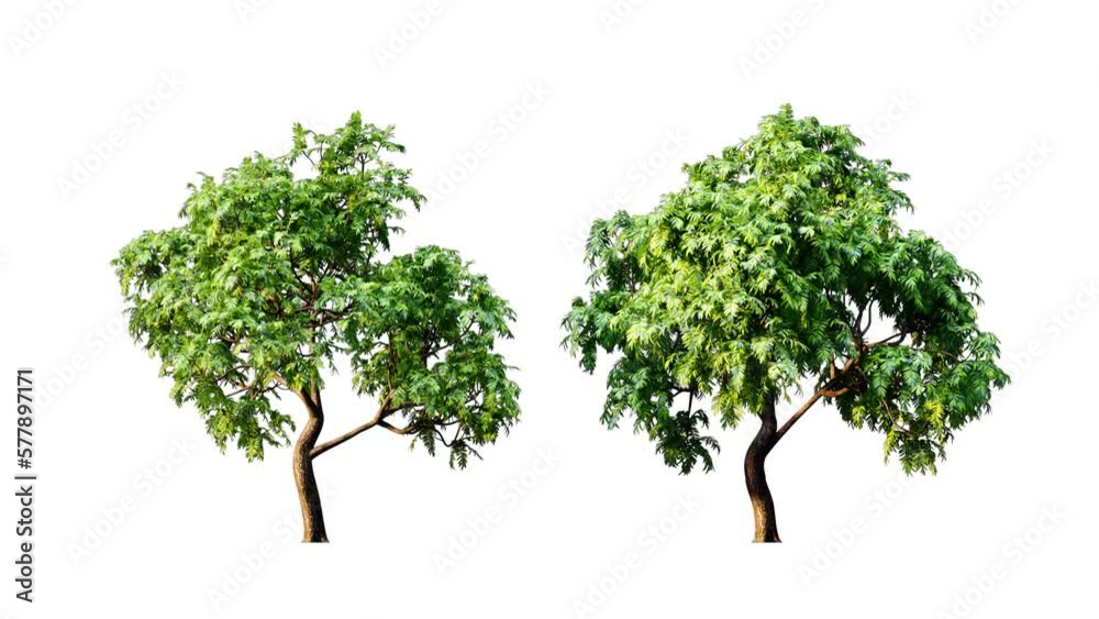 Growing trees isolated with alpha.3D animation growth grow from small ...