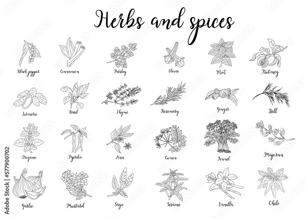 Plakat Herbs and spices hand drawn illustration isolated. Hand drawn ...