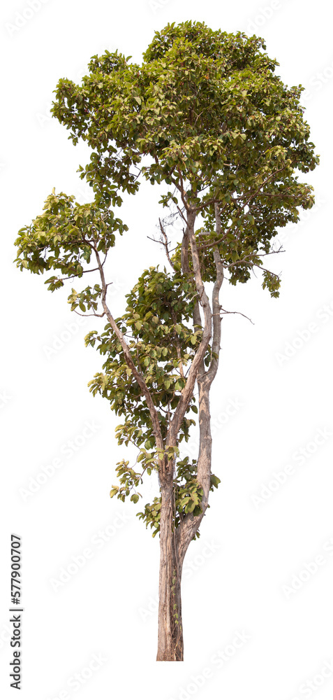 PNG tree cut out original background easy to drag and drop Stock Photo ...