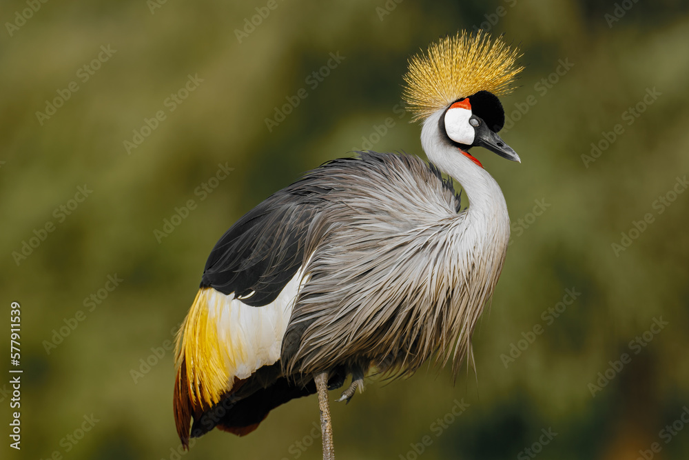 A photo of The grey crowned crane, also known as the African crowned ...